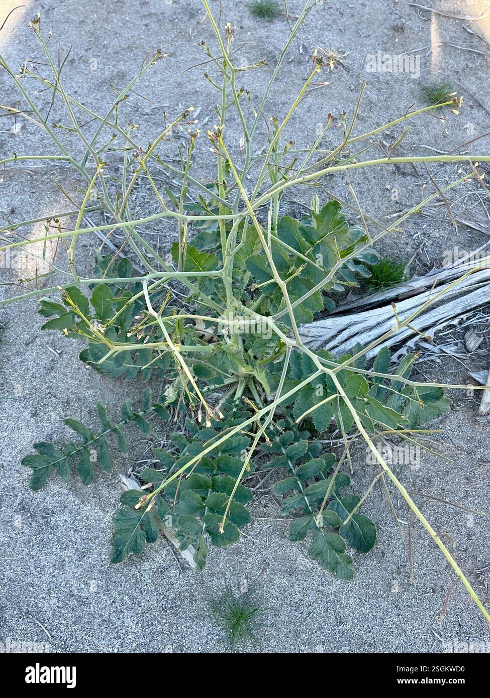 Saharan Mustard (Brassica tournefortii), Plantae, Henderson Canyon Rd ...