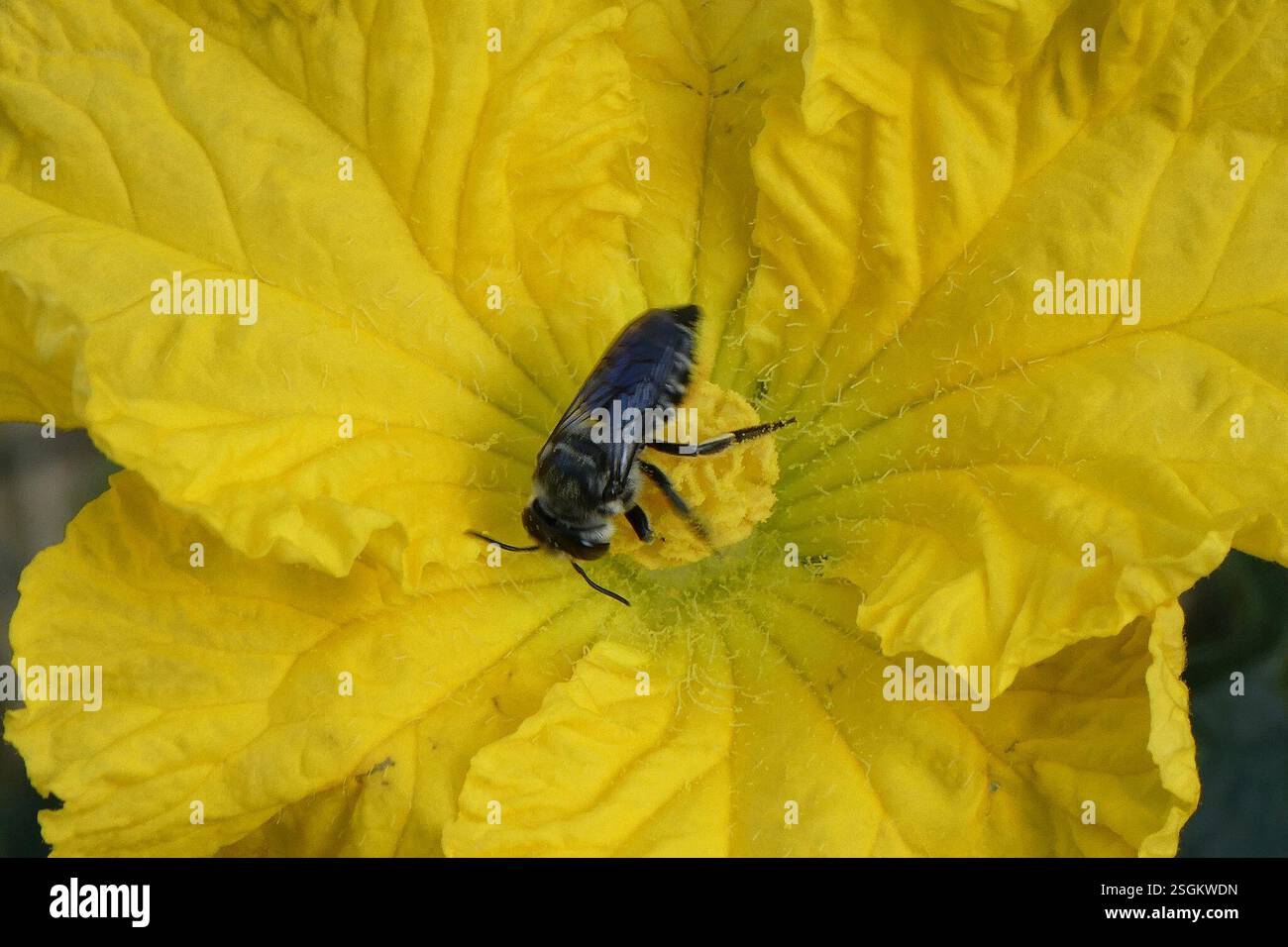 Bees and Apoid Wasps (Apoidea), Insecta, Seventeen Mile Rocks QLD 4073 ...