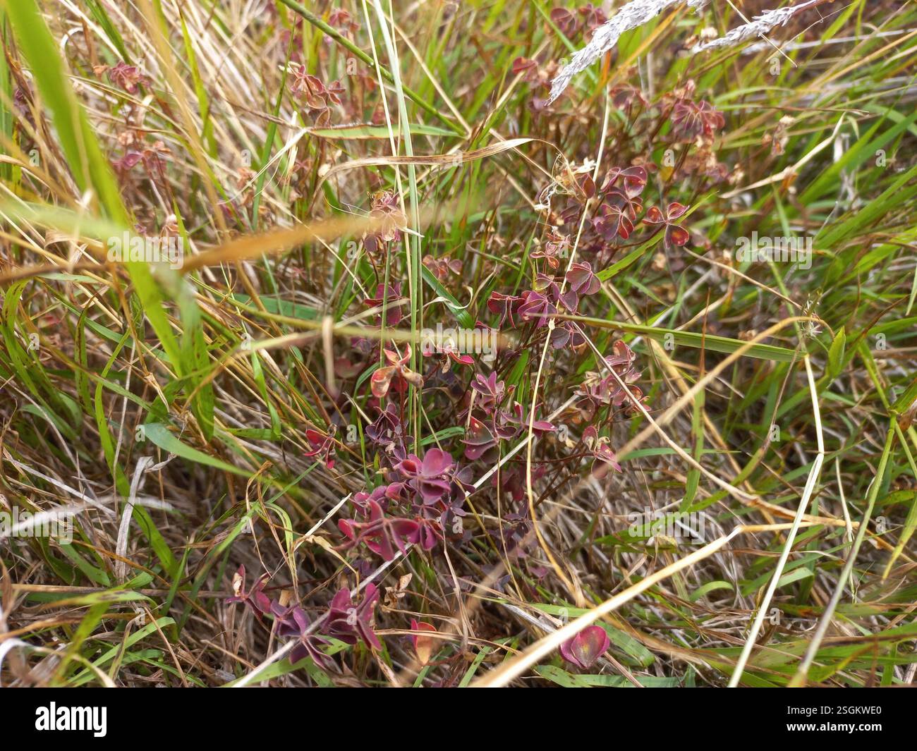 woodsorrels (Oxalis), Plantae, Purau, New Zealand Stock Photo - Alamy