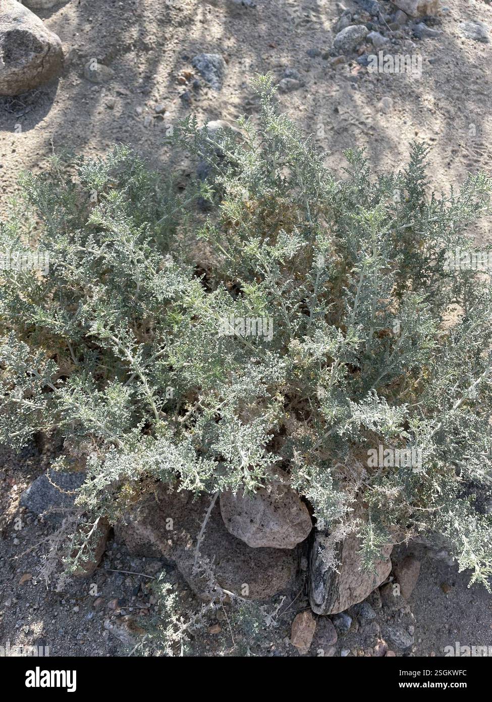 Burrobush (Ambrosia dumosa), Plantae, Thousand Palms Canyon Rd ...