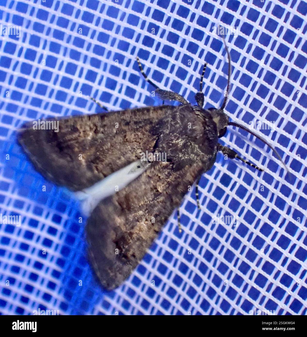 Cutworms and Dart Moths (Noctuinae), Insecta, Santo Antão, Cape Verde ...