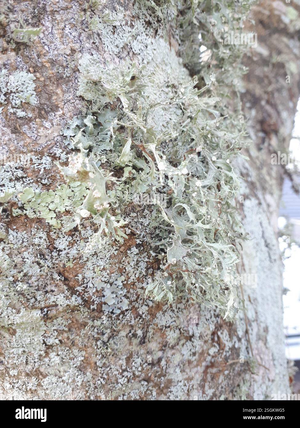 cartilage lichen (Ramalina celastri), Fungi, Fairfield, Lower Hutt 5011 ...
