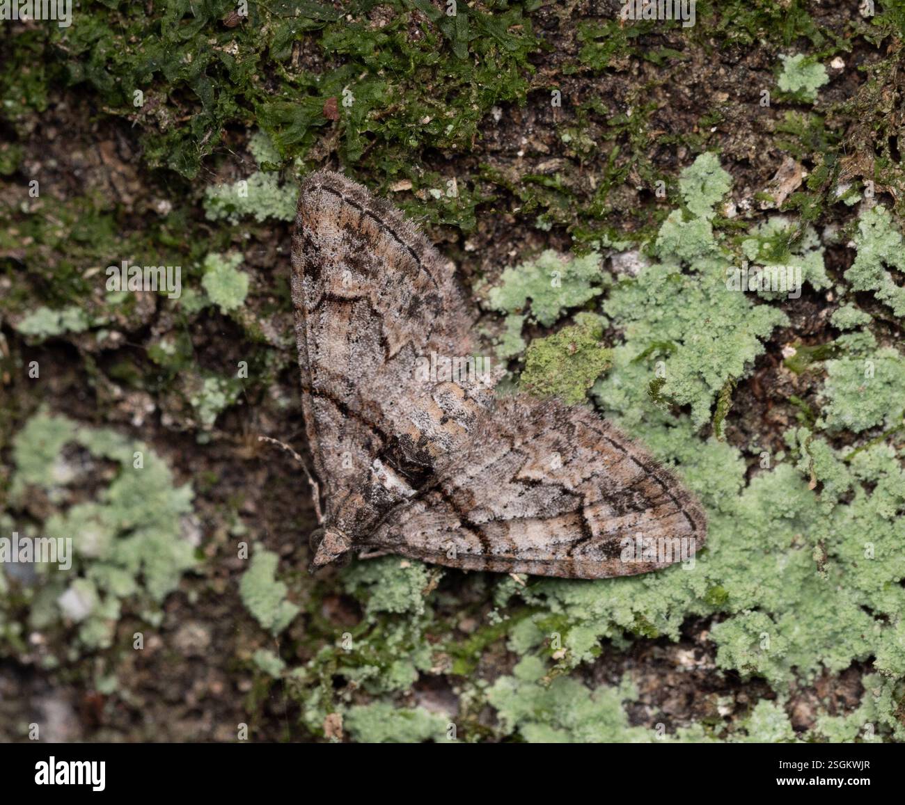 Apple Looper (Phrissogonus laticostata), Insecta, Ataahua, New Zealand Stock Photo - Alamy