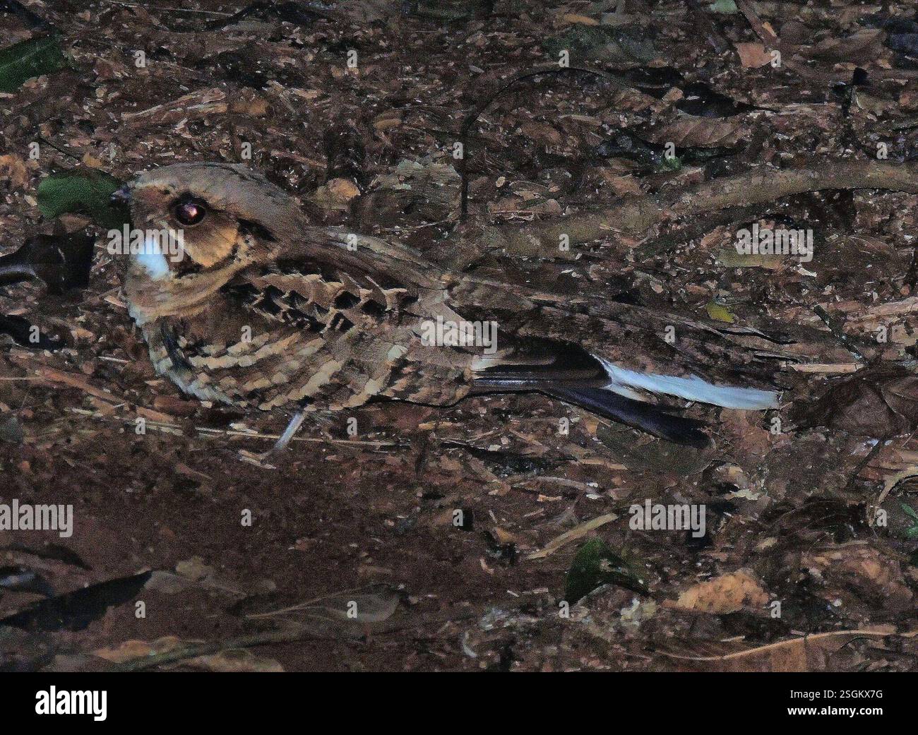 Common Pauraque (Nyctidromus albicollis), Aves, Gral Manuel Belgrano ...
