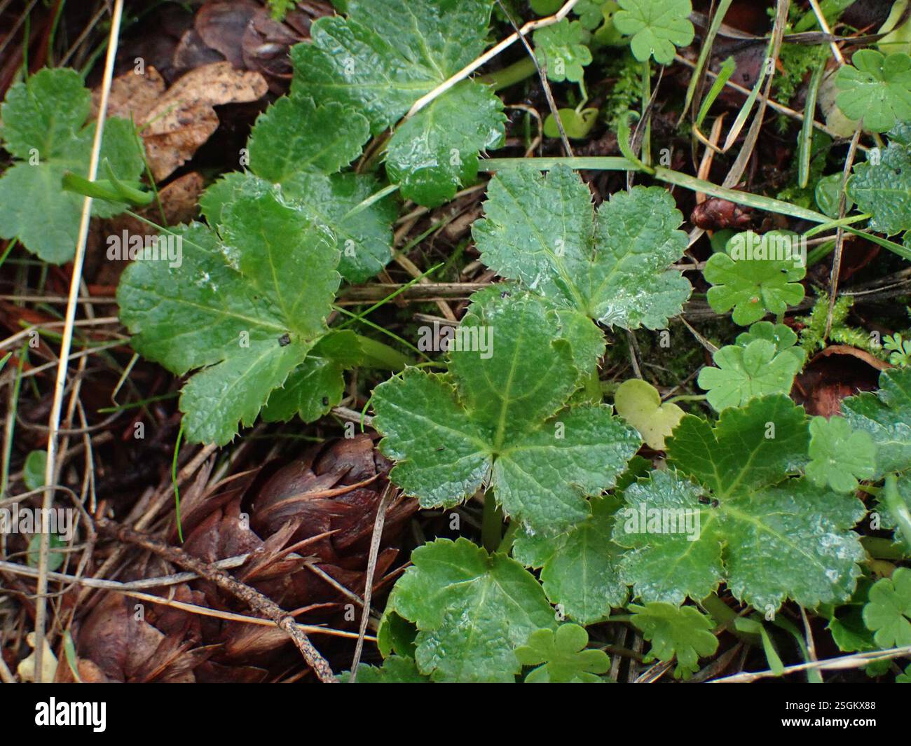Pacific Sanicle (Sanicula crassicaulis), Plantae, Colwood, BC, Canada ...