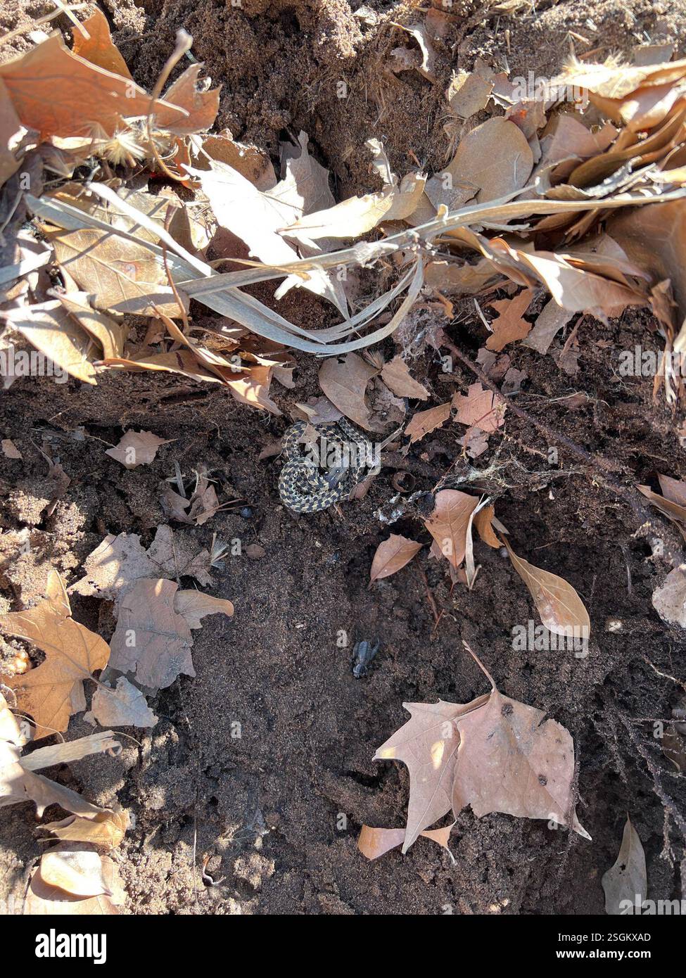 Checkered Garter Snake (Thamnophis marcianus), Reptilia, Brenham, TX ...