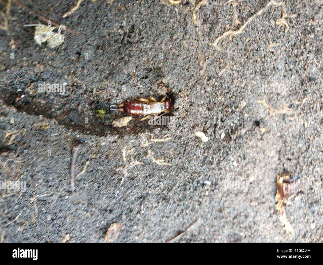 European Earwig Complex (Forficula auricularia), Insecta, Dumfries, UK ...