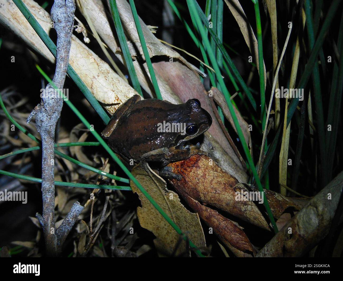 Brown Tree Frog (Litoria ewingii), Amphibia, Hobart TAS, Australia ...