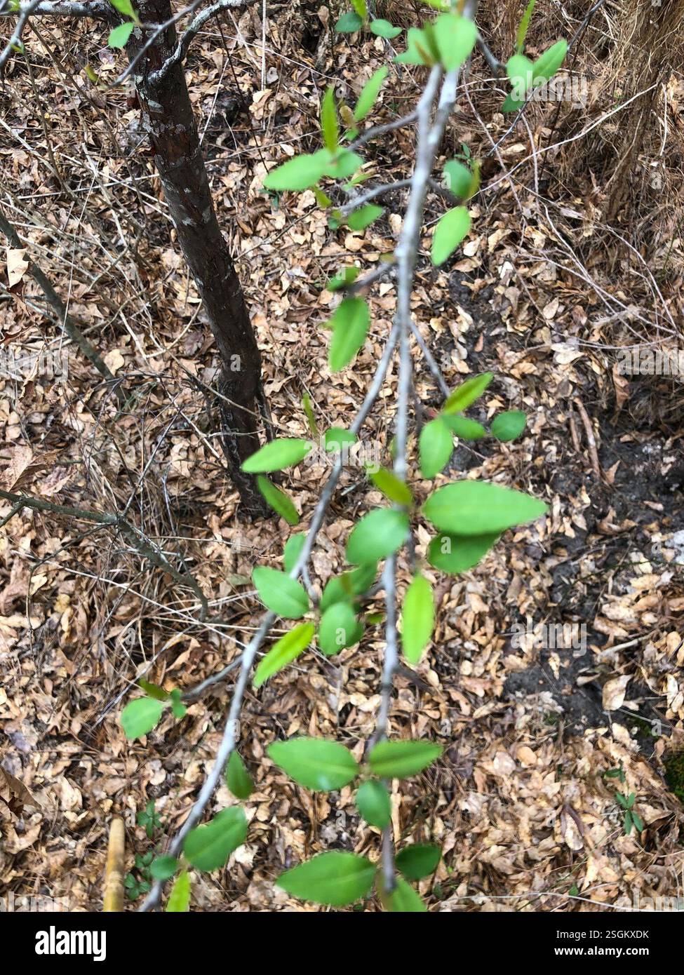 southern crabapple (Malus angustifolia), Plantae, Sandersville, GA, US ...