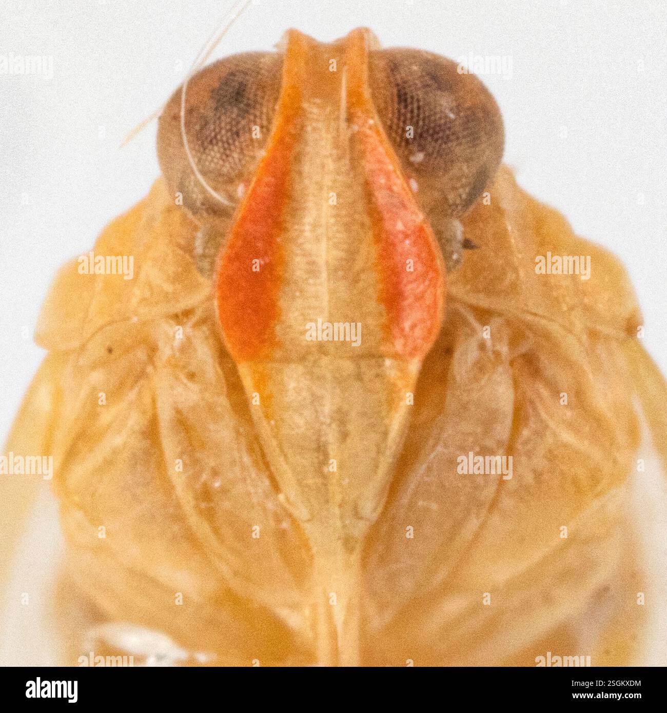 (Haplaxius dolon), Insecta, Colina do Sol, Pelotas - RS, Brazil, This ...