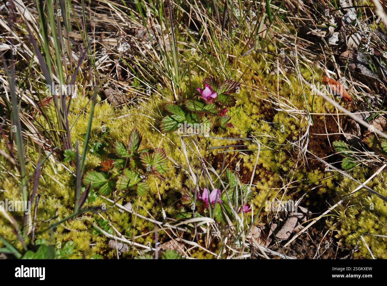 Arctic raspberry (Rubus arcticus), Plantae, Провиденский р-н, Чукотский ...