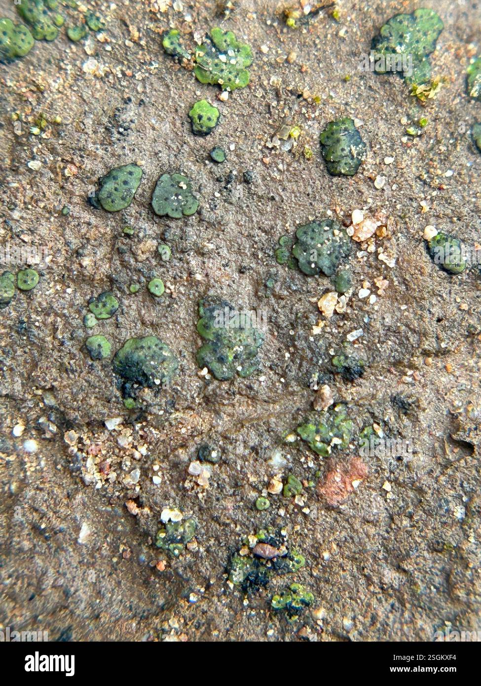 Jellytot Earthscale Lichen (Placidium squamulosum), Fungi, El Chorro ...