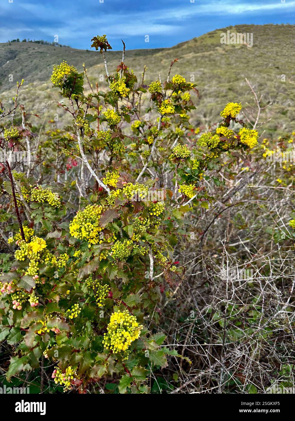 California barberry (Berberis pinnata), Plantae, Golden Gate National ...