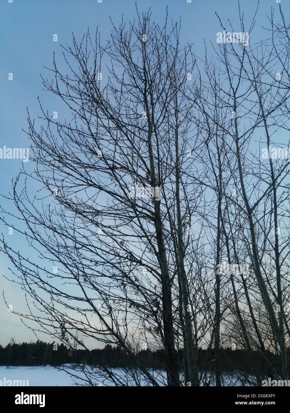 Laurel-leaved Poplar (Populus laurifolia), Plantae, Usol'skiy rayon, RU ...