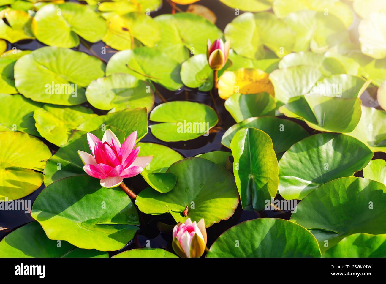 Lilac among leaves on water hi-res stock photography and images - Alamy