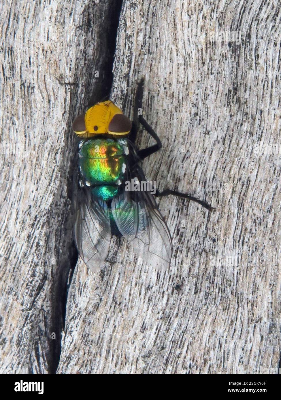 Yellow-Headed Snail Parasitic Blowfly (Amenia imperialis), Insecta ...
