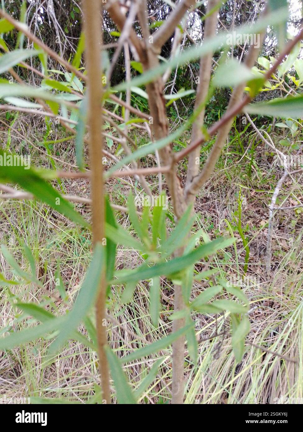 mule fat (Baccharis salicifolia), Plantae, 37000 Departamento de Cerro ...