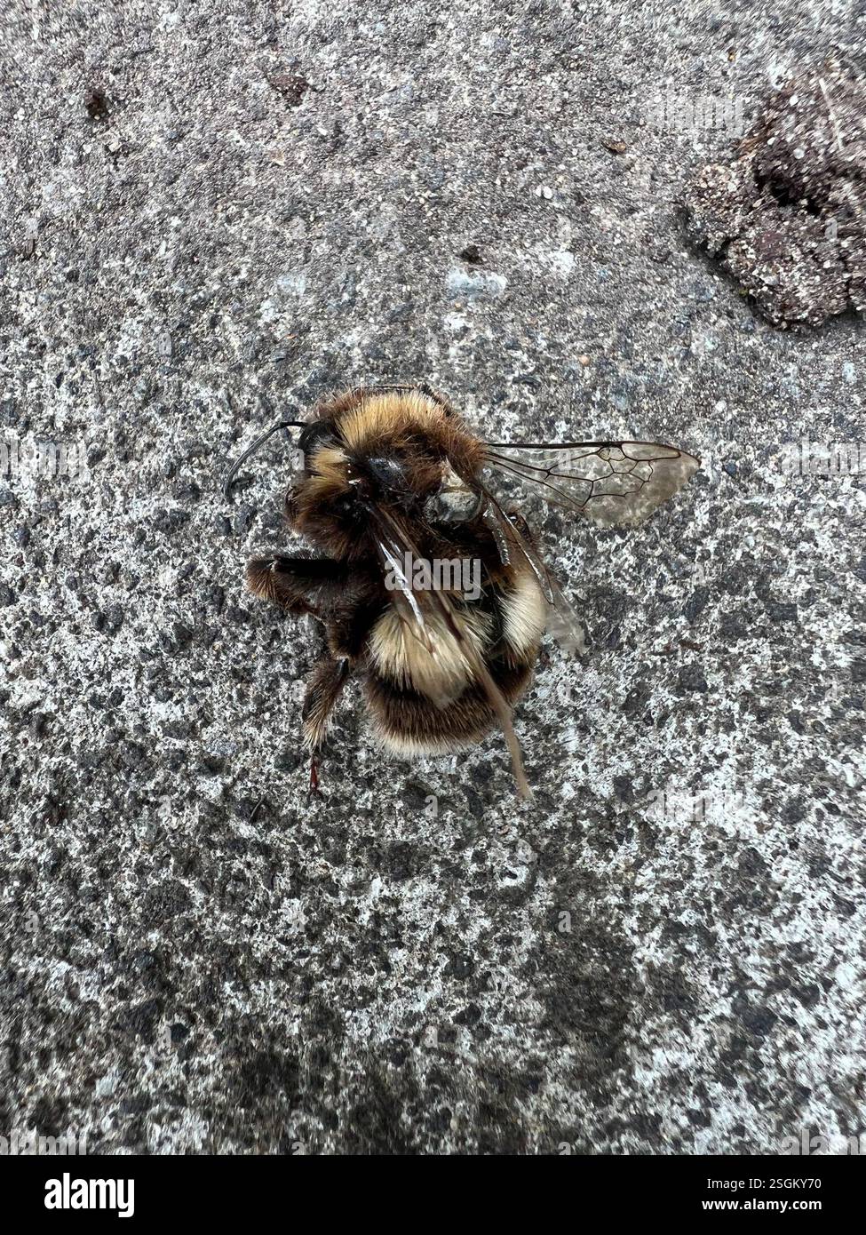 Buff-tailed Bumble Bee (Bombus terrestris), Insecta, Tasmania, Battery ...