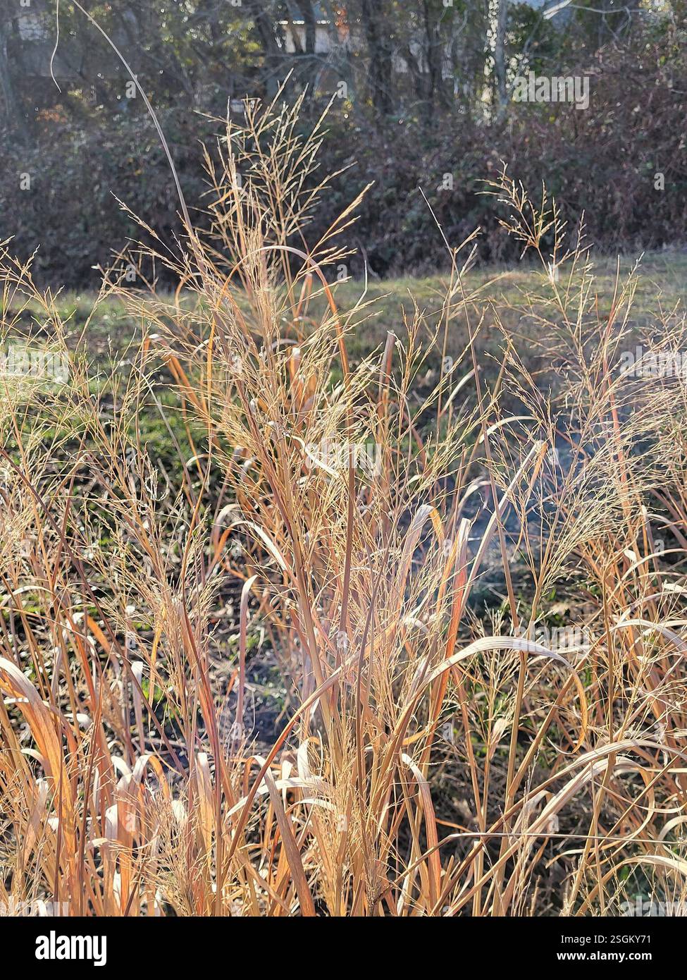 switchgrass (Panicum virgatum), Plantae, Alma Dr, Allen, TX 75013, USA ...