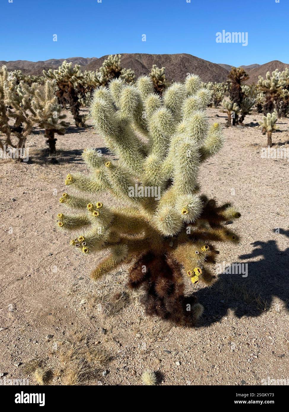 Teddybear Cholla (Cylindropuntia bigelovii), Plantae, Joshua Tree ...