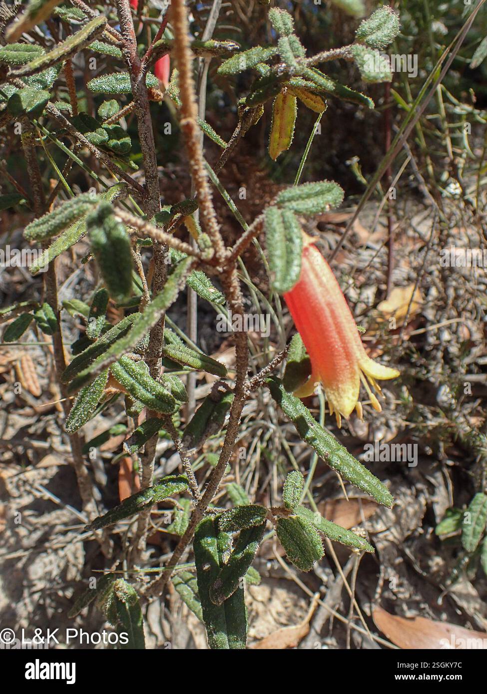 Common Correa (Correa reflexa), Plantae, Zumsteins VIC 3401, Australia ...