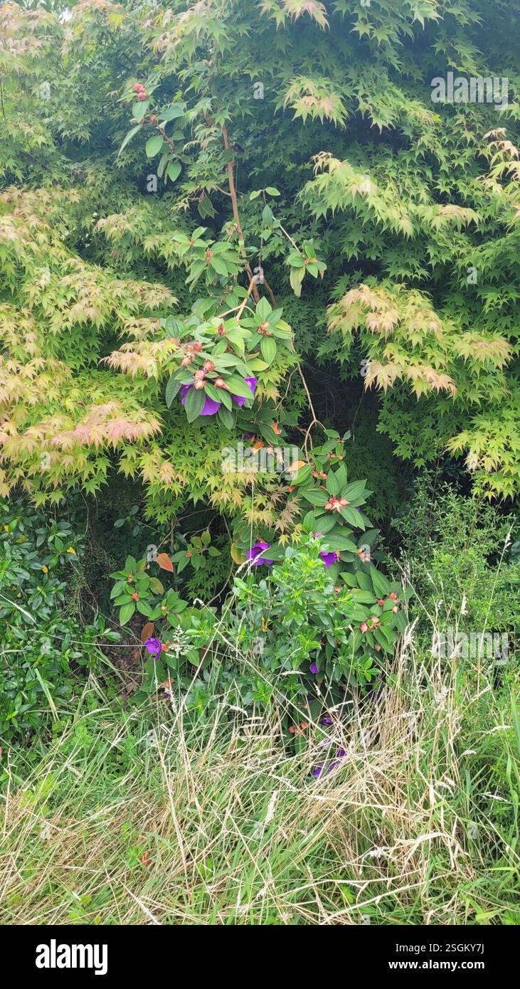 Glory bush (Pleroma urvilleanum), Plantae, Franz Josef / Waiau 7886 ...