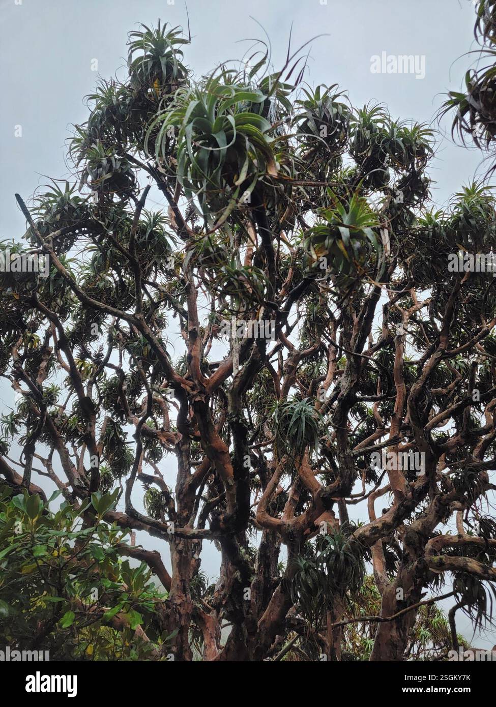 mountain neinei (Dracophyllum traversii), Plantae, 7875, New Zealand ...