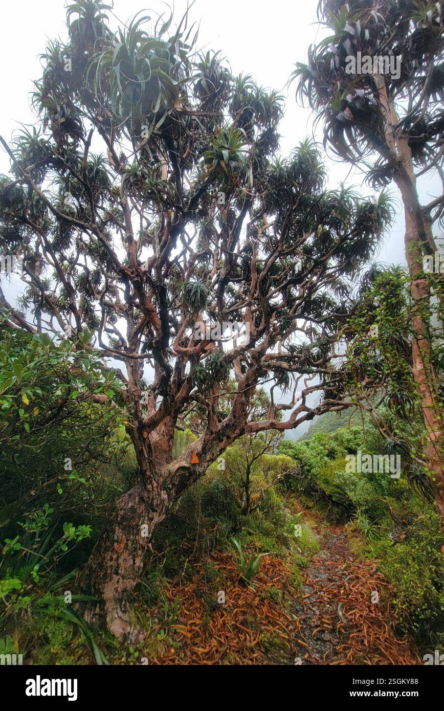 mountain neinei (Dracophyllum traversii), Plantae, 7875, New Zealand ...