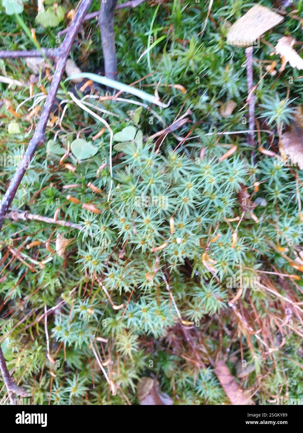 juniper haircap moss (Polytrichum juniperinum), Plantae, Tynron ...