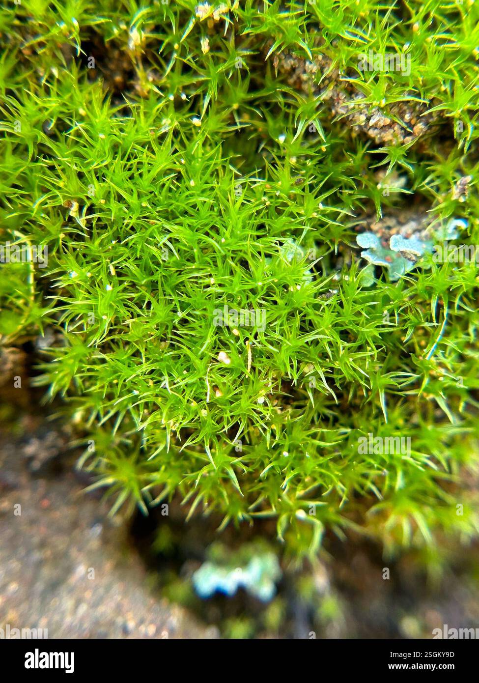 (Pottiaceae), Plantae, Los Osos, CA, US Stock Photo - Alamy