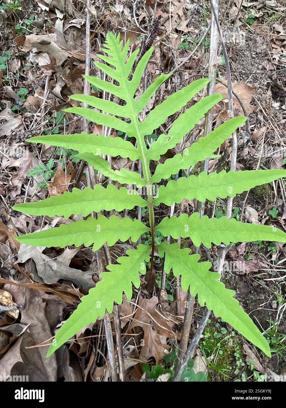 sensitive fern (Onoclea sensibilis), Plantae, Natchez, MS, US Stock ...