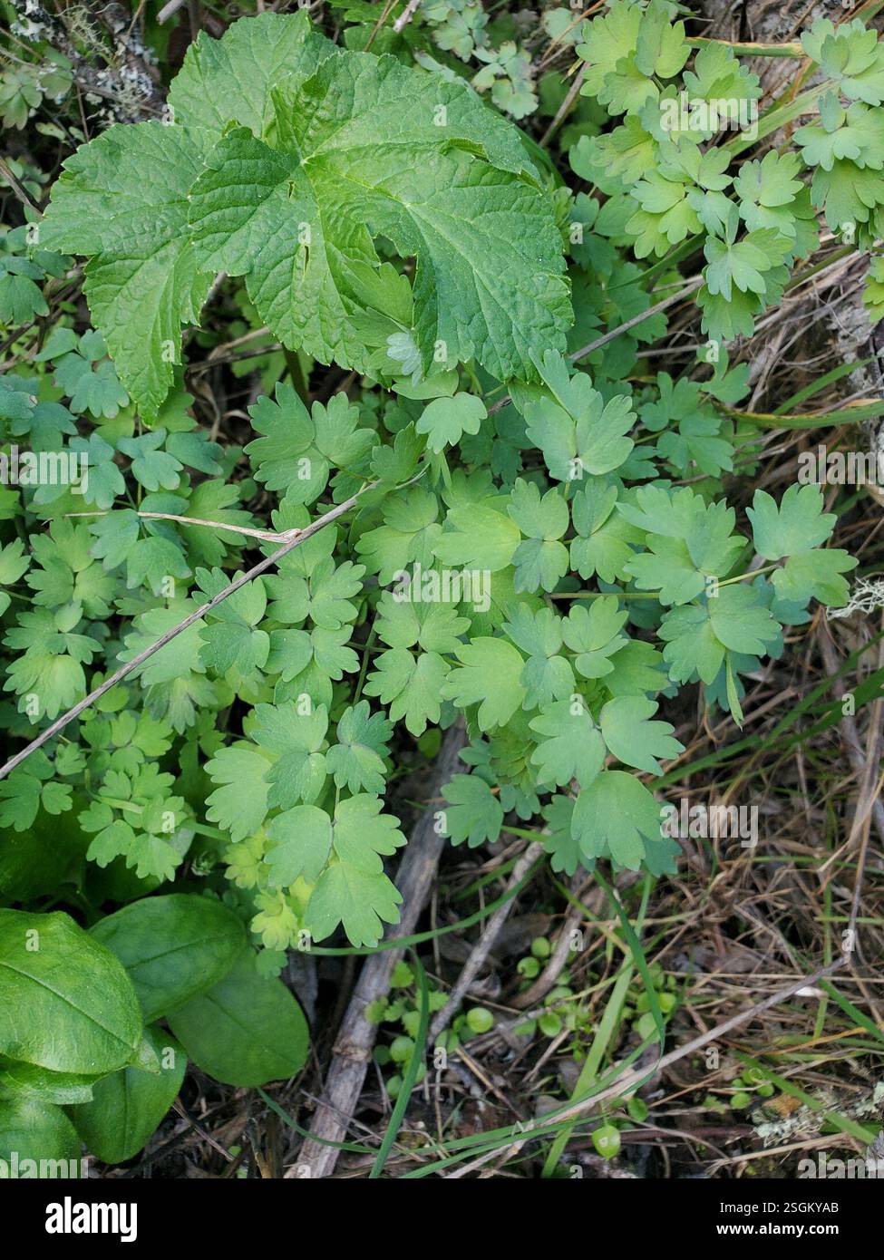 Fendler's Meadow-rue (Thalictrum fendleri), Plantae, Sausalito, CA ...