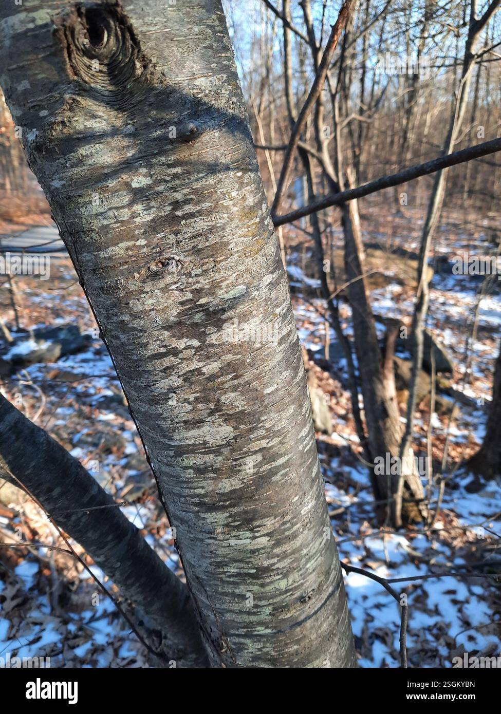 sweet birch (Betula lenta), Plantae, Poughquag, NY 12570, USA Stock ...
