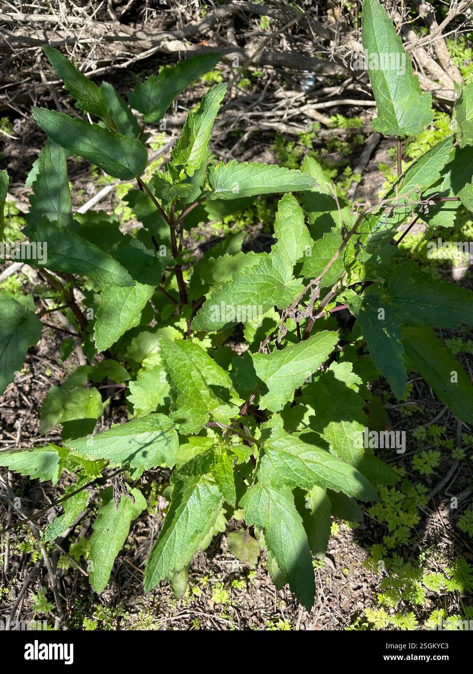 California beeplant (Scrophularia californica), Plantae, Wilder Ranch ...