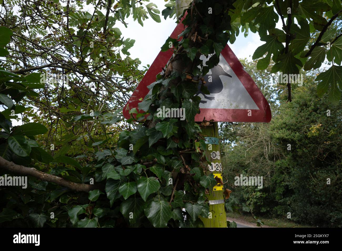 Beware ducks crossing road sign Stock Photo - Alamy