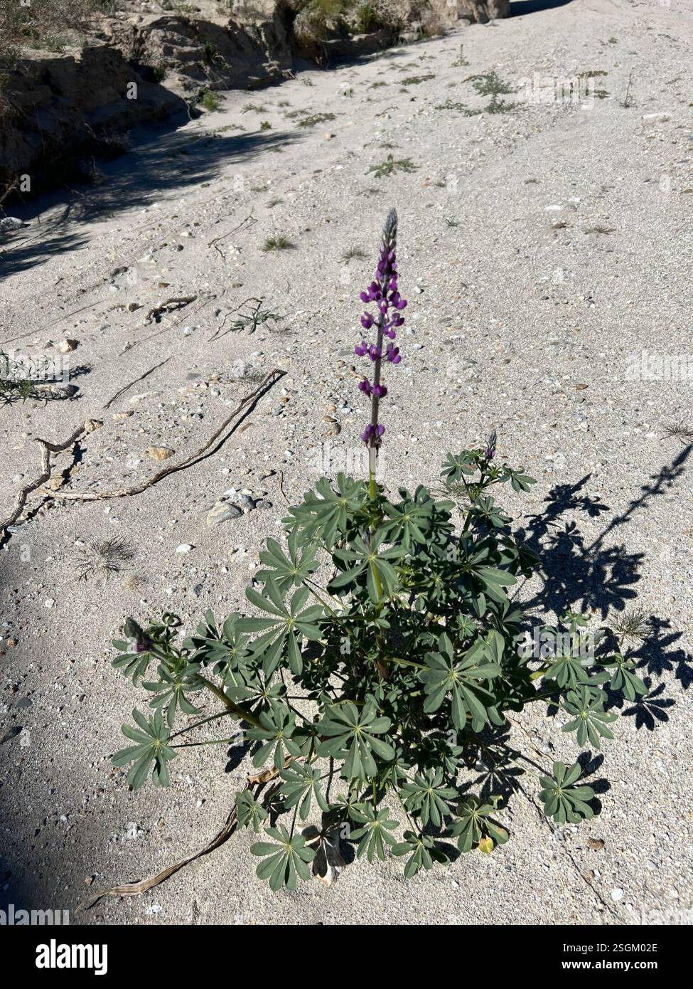 Arizona lupine (Lupinus arizonicus), Plantae, Anza-Borrego Desert State ...