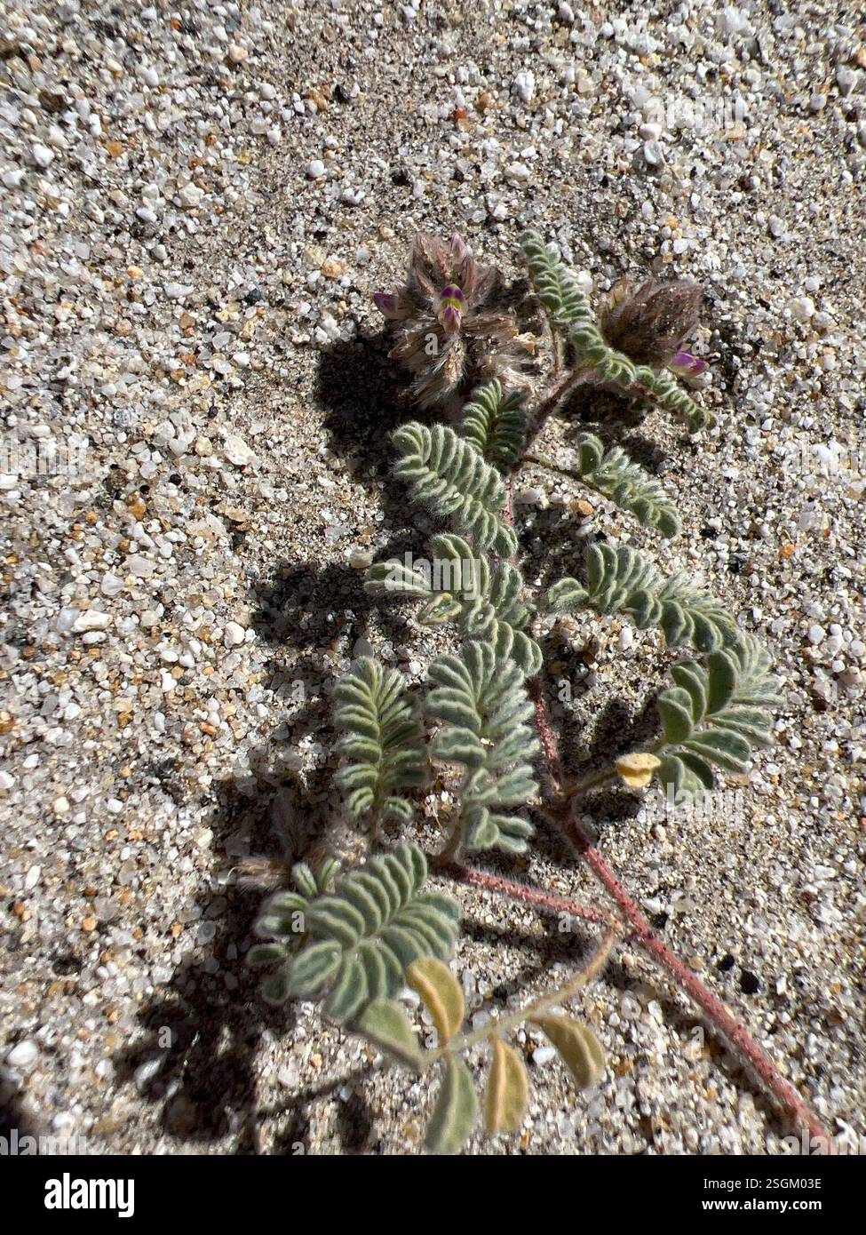 soft prairie clover (Dalea mollissima), Plantae, Anza-Borrego Desert ...