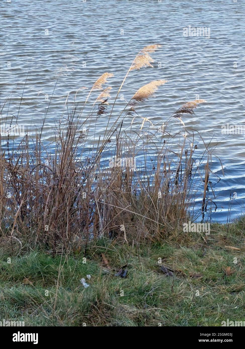 common reed (Phragmites australis), Plantae, Ashby Woulds, UK Stock ...
