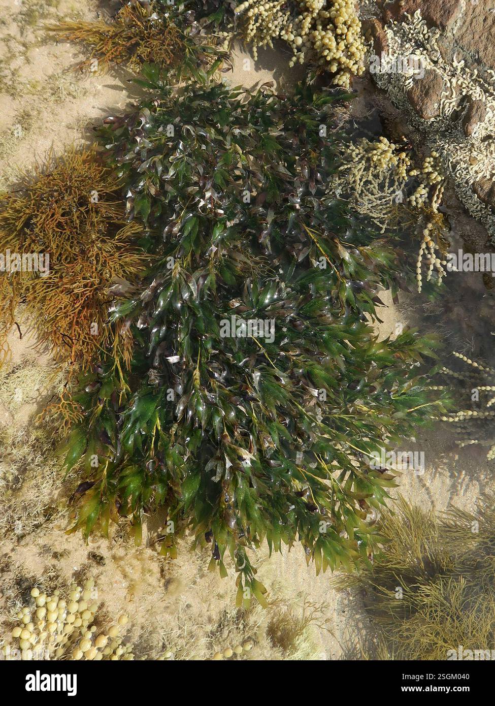 plants (Plantae), Plantae, Millers Beach, Bellingham, Tasmania ...