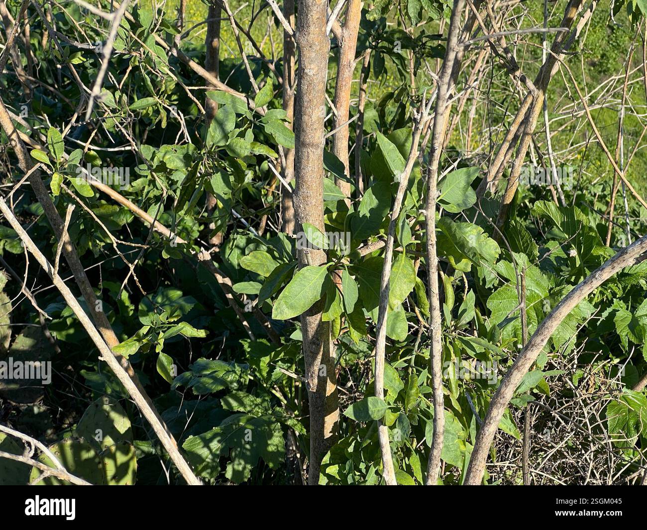 tree tobacco (Nicotiana glauca), Plantae, Yorba Linda, CA, USA ...