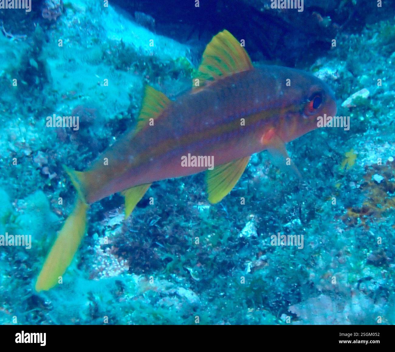Yellow Goatfish (Mulloidichthys martinicus), Actinopterygii, Baía Entre ...