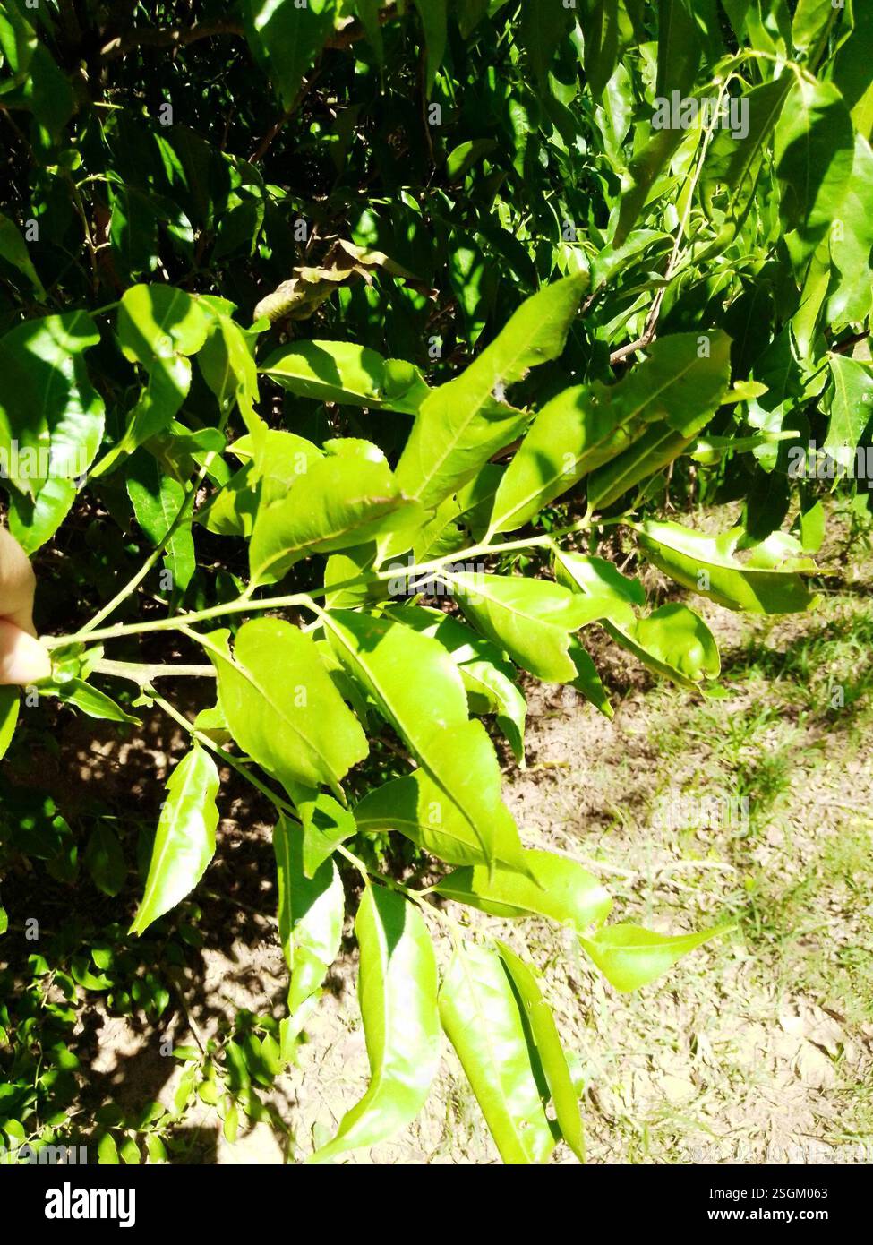 (Casearia decandra), Plantae, 37000 Departamento de Cerro Largo ...