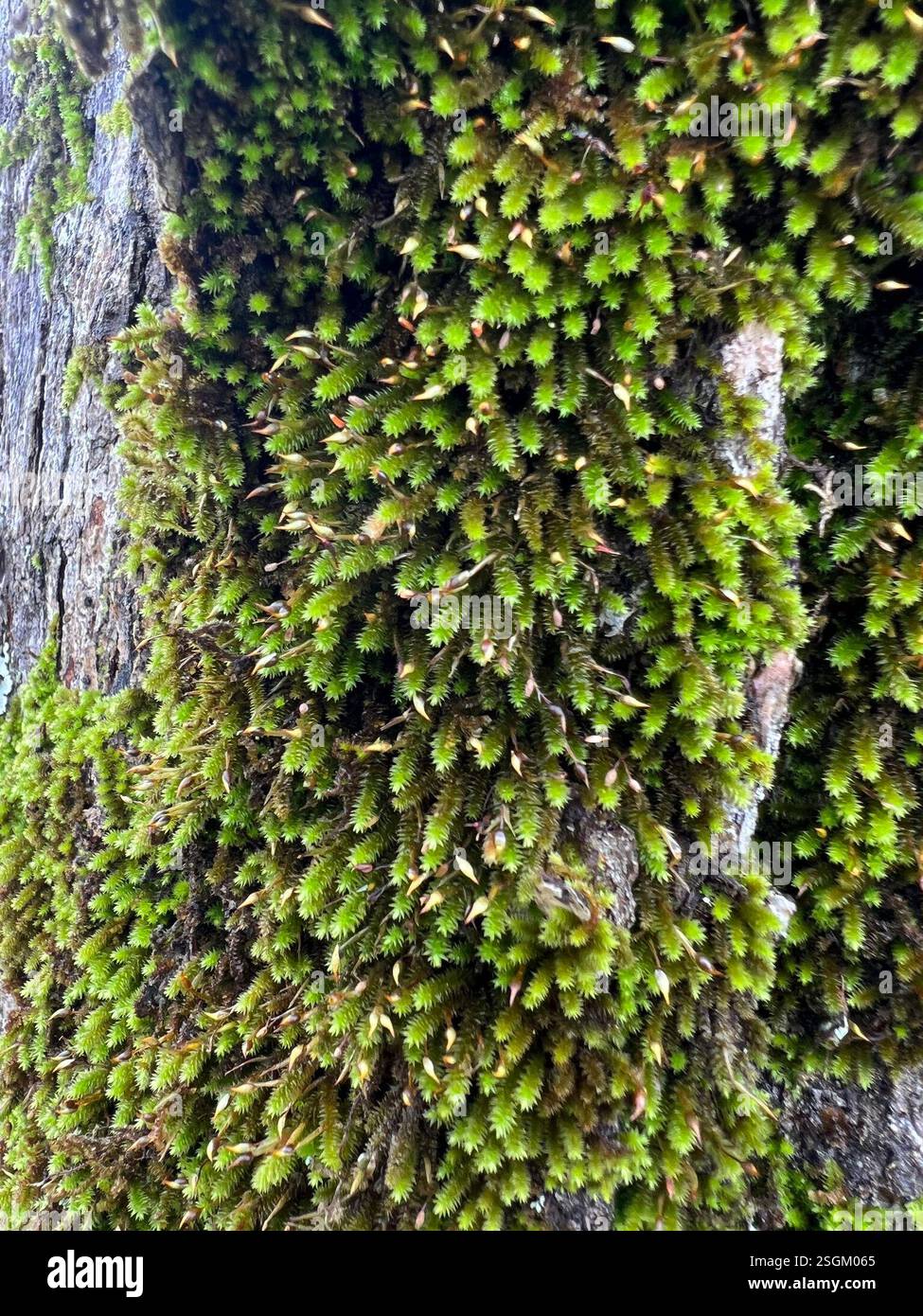 smooth hook moss (Leucodon julaceus), Plantae, Holly Springs National ...
