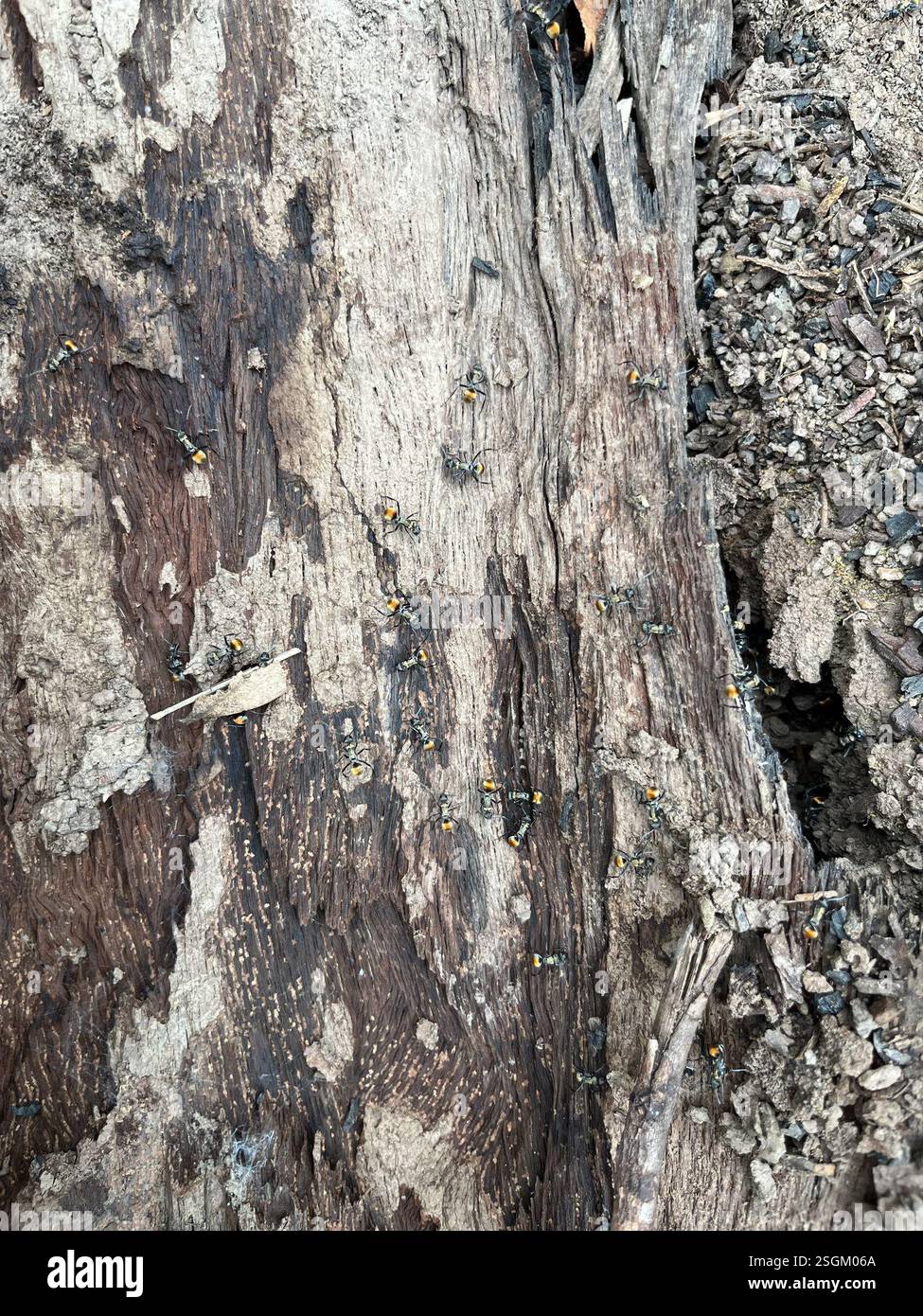 Golden-tailed Spiny Ant (Polyrhachis ammon), Insecta, Mt Coot-tha ...