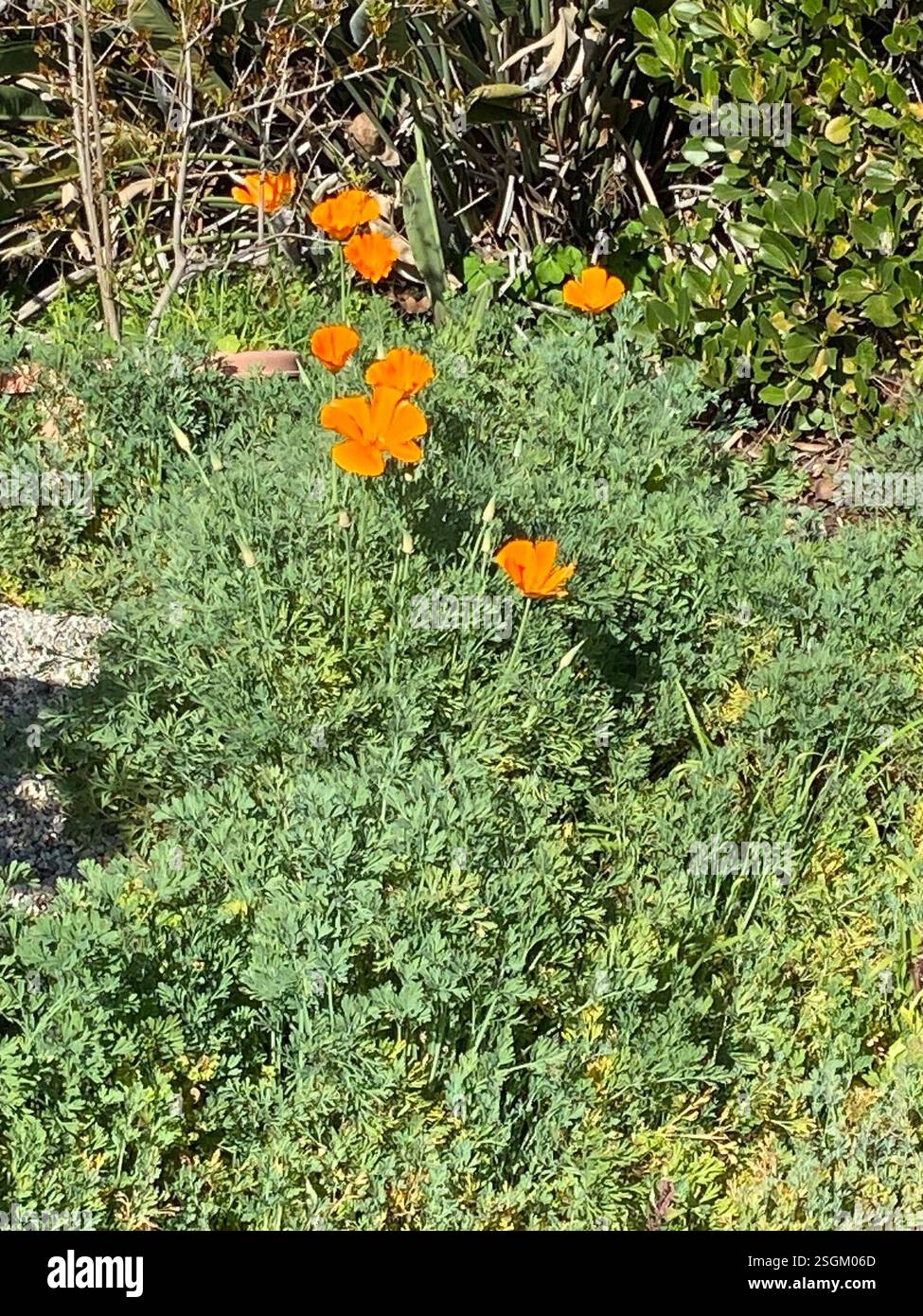 California poppy (Eschscholzia californica), Plantae, Los Angeles ...