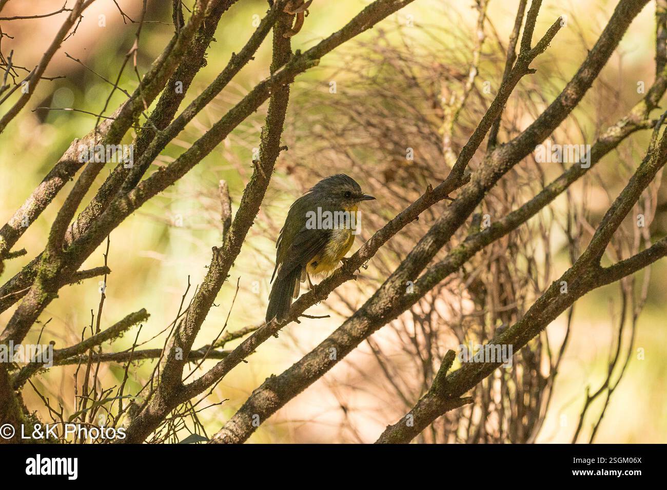Eastern Yellow Robin (Eopsaltria australis), Aves, Lavers Hill VIC 3238 ...