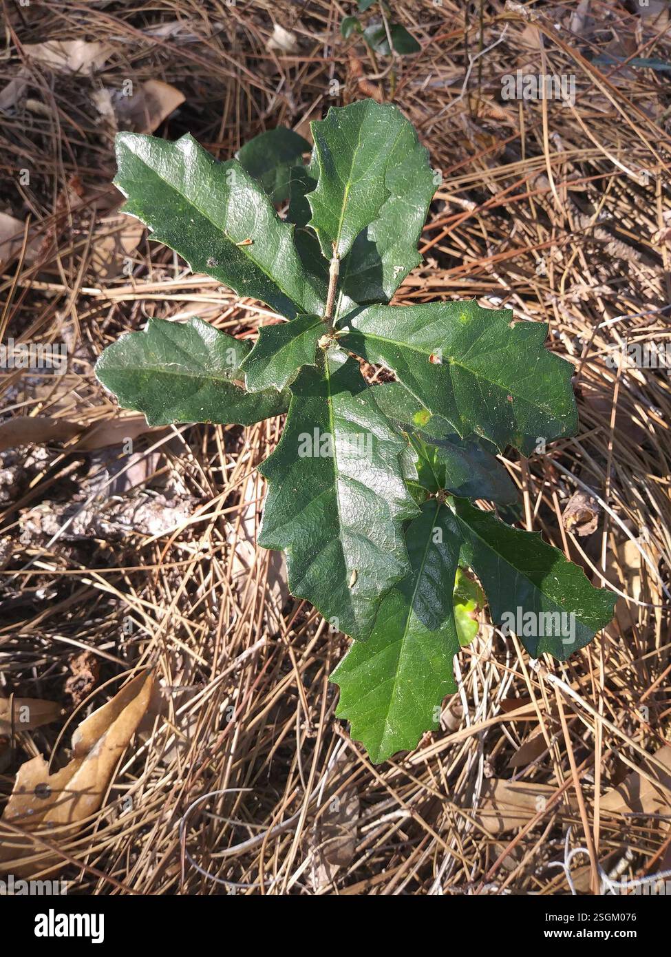 dwarf live oak (Quercus minima), Plantae, Lake Wales, FL, USA Stock ...