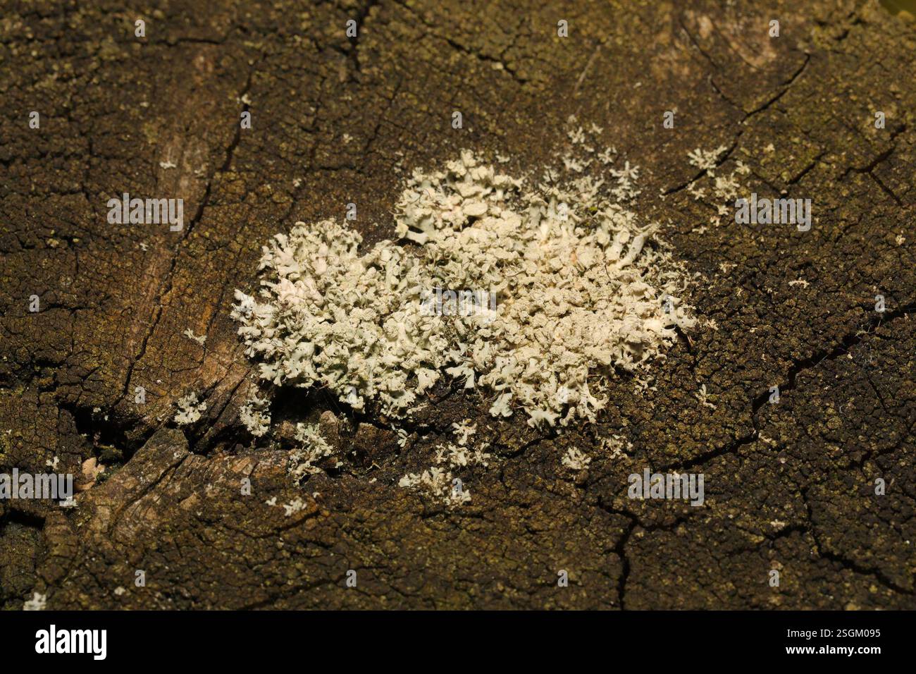 Fringed Rosette Lichen (Physcia tenella), Fungi, Lunt Meadows, Lunt ...