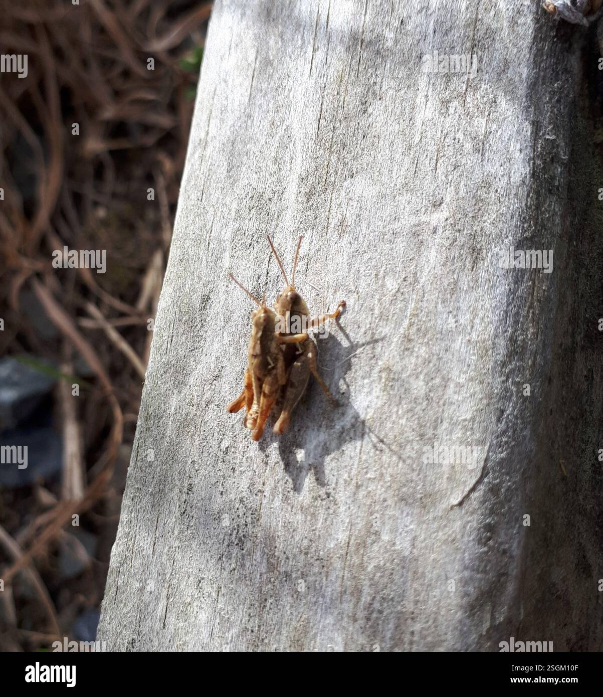 New Zealand Grasshopper (Phaulacridium marginale), Insecta, Lower Hutt ...