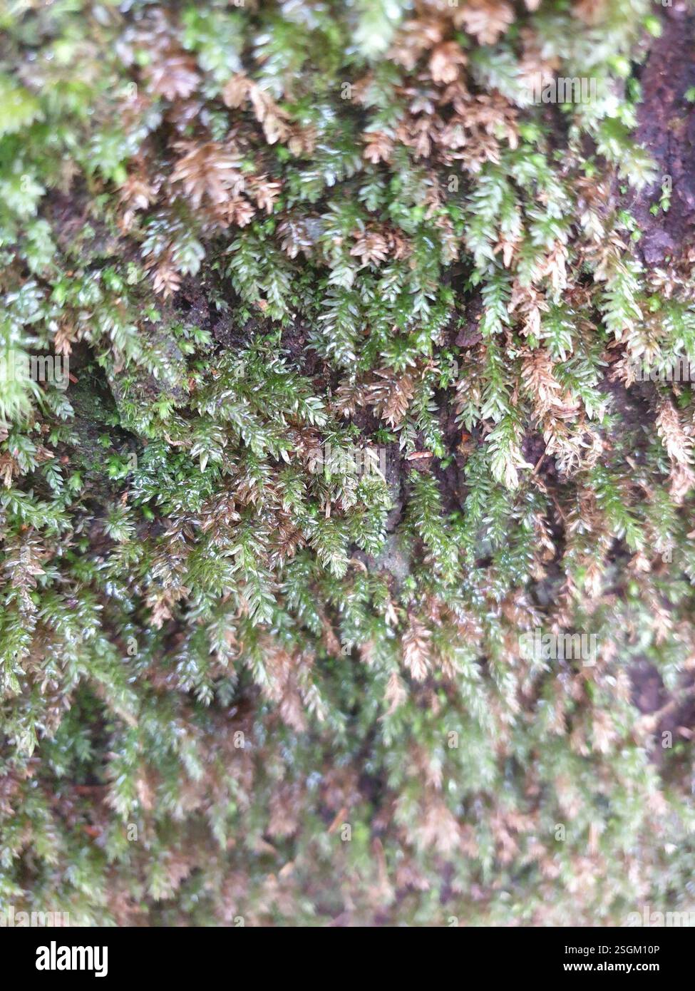 Horn Calcareous Moss (Mnium hornum), Plantae, 55.065416 -4.142409 Stock ...